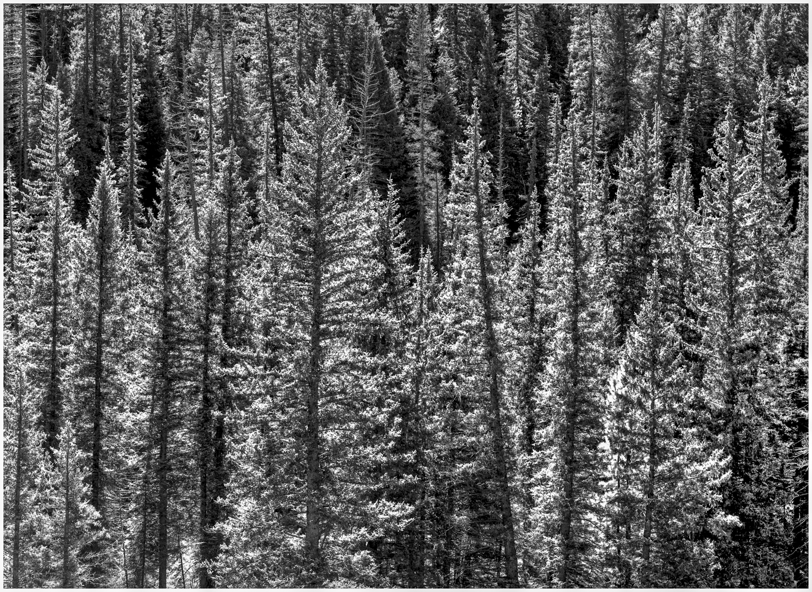 III. Holons And Hierarchy | Contemplative Photography