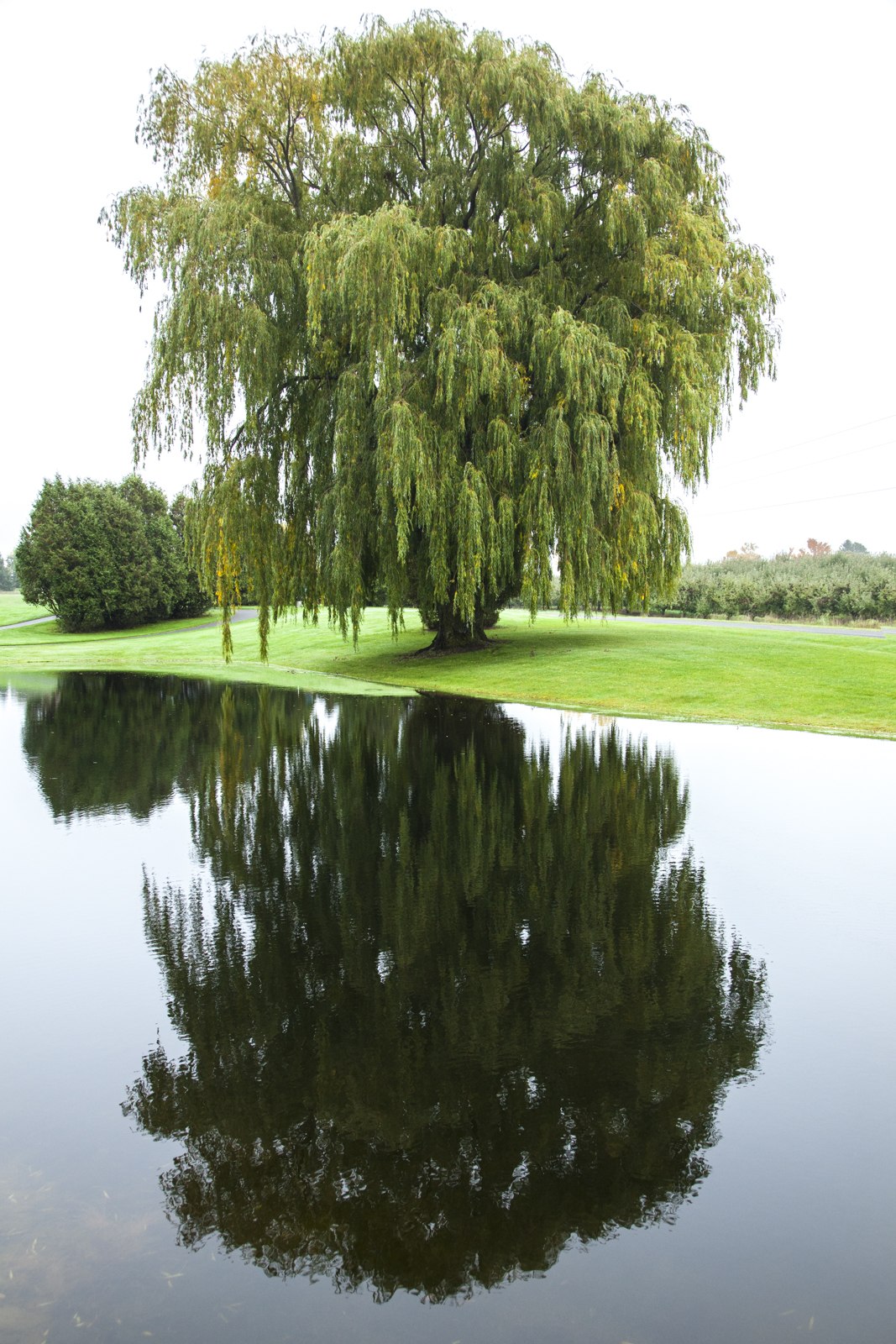 Willow Tree: Model of Flexibility, Adaptability and Growth ...